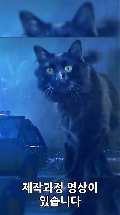 고양이 합성 1인자 Owlkitty Youtube