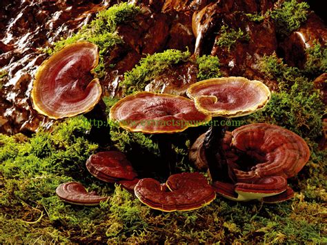 Ganoderma Lucidum Extract 50 Polysaccharide