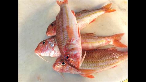 Rouget Barbet Poisson Rouge De Roche Surmulet Red Mullet