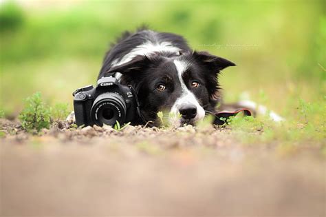 개 보더 콜리 Hd 배경 화면 Wallpaperbetter 개 보더 콜리 Hd 배경 화면 Wallpaperbetter