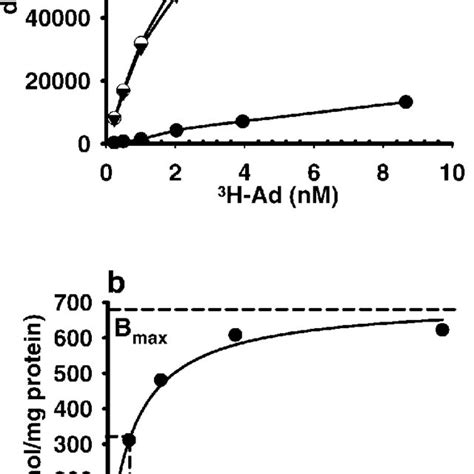 Representative Saturation Curve A And Hyperbolic Regression Plot B Download Scientific