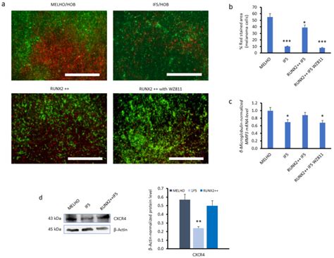 Exploring The Interplay Of Runx2 And Cxcr4 In Melanoma Progression Pmc