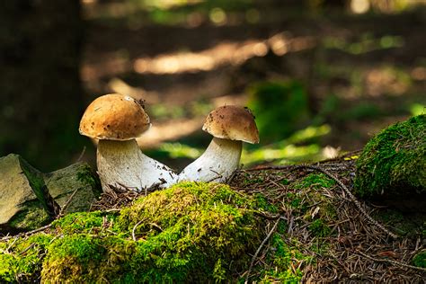How Do You Cook Fresh Porcini Mushrooms At Eugene Bergeron Blog