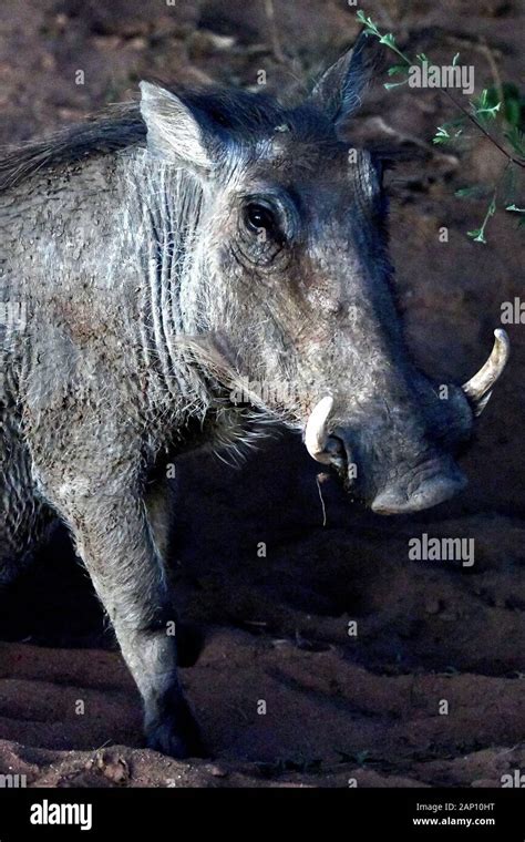 Warthog Phacochoerus Africanus With Its Massive Tusks Taken On 0403