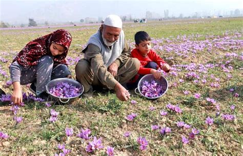Saffron Harvesting Begins In Kashmir India News