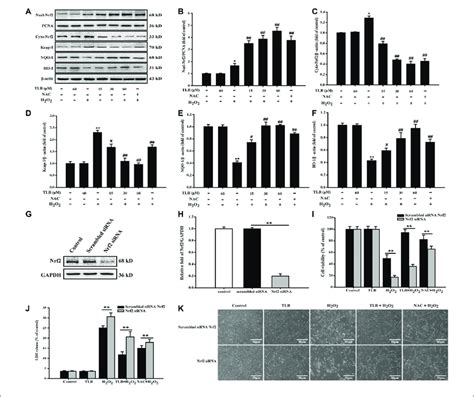 The Role Of Nuclear Factor Erythroid 2 Related Factor 2 Nrf2