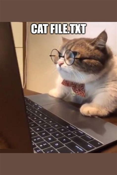 Cat File Funny Linux Meme Tech Humour And Comedy