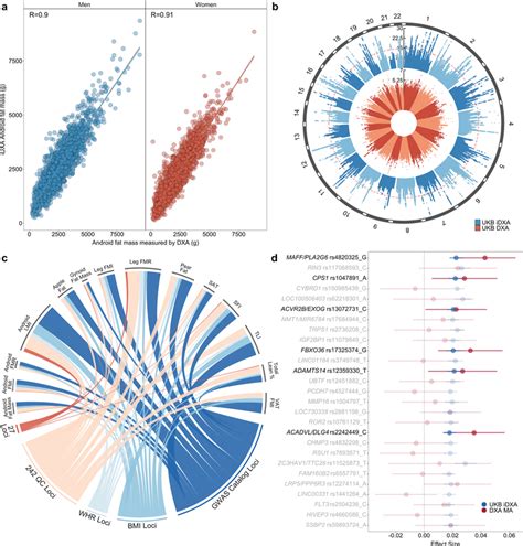 Idxa Phenotypes Provide Accurate Representations Of Dxa And Much Download Scientific Diagram