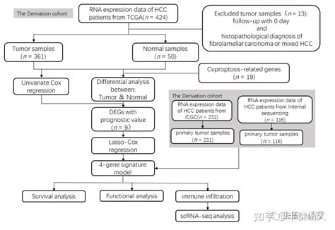 6 5分sci，铜死亡 模型 单细胞 实验验证，铜死亡生信（3） 知乎