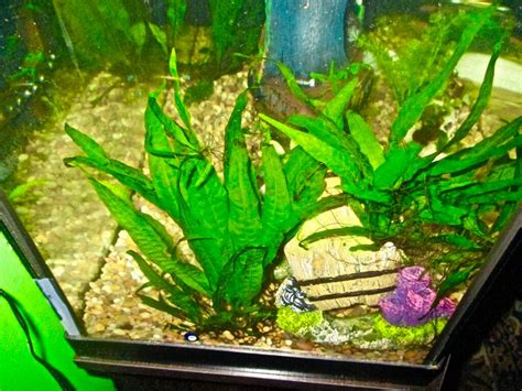 Java Fern Expert Guide On Species Planting Propagation 52 Off