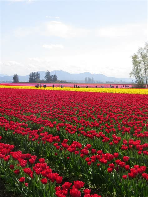 Tulip Field Tulips Red Free Photo On Pixabay Pixabay