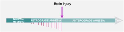 Amnesia Flashcards Quizlet