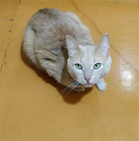 Котяра | Пикабу