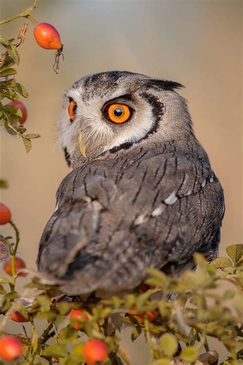 Wallpaper Owl Look Back Red Berries 1920x1440 Picture Image