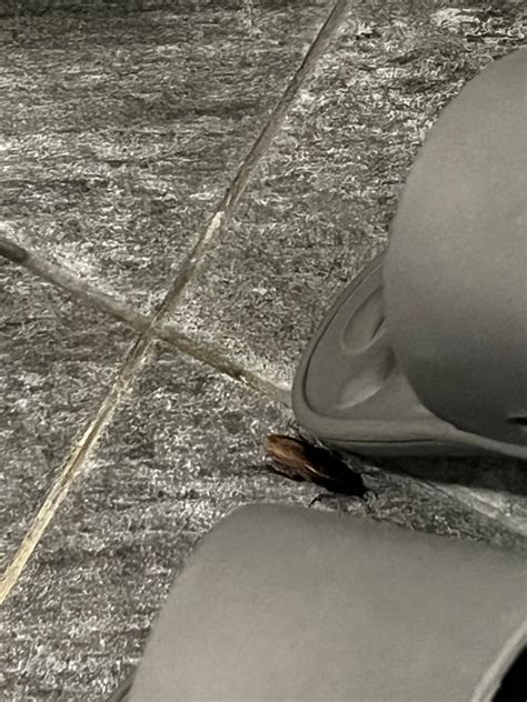 바퀴벌레 비슷한 벌레 지식in