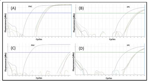 Amplification Plots With Representative Curves For Positive And