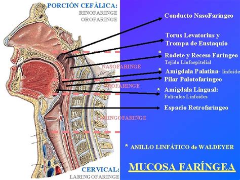 Tema 4 1 Vsceras De Cabeza Y Cuello