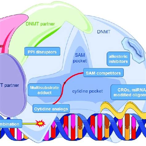 Schematic Representation Of Different Dna Methyltransferase Download Scientific Diagram