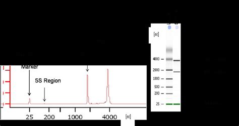 5 Agilent Electropherogram Agilent Bioanalyzer Produces An