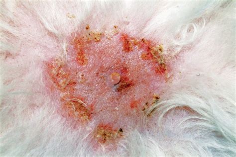 Пузырчатка у котов и кошек симптомы лечение препараты причины появления Наши Лучшие Друзья