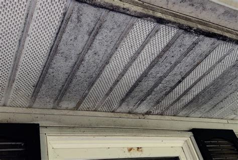 ALGAE VS MOLD WHICH ONE IS WORSE Wash Masters Window Cleaners Pressure Washing