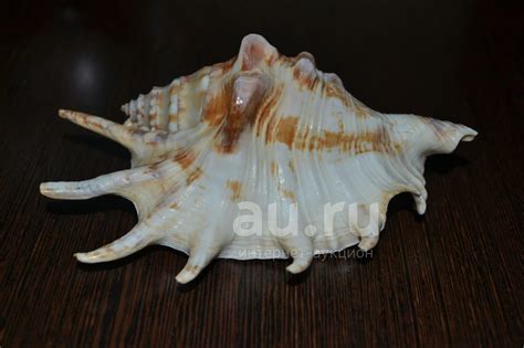 Красивая большая ракушка состояние новое — купить в Красноярске Состояние Новое Фигурки
