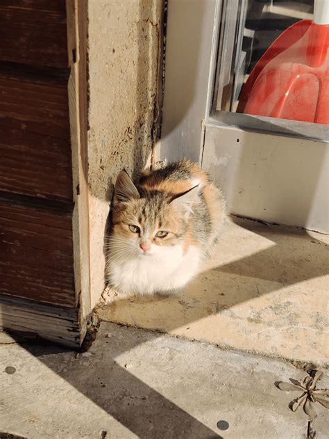 Tiny Streetloaf R Catloaf
