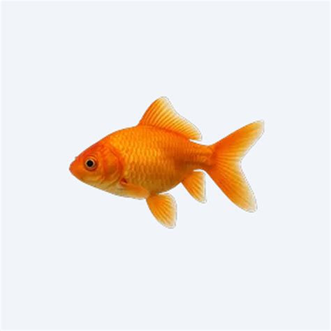 Common Goldfish Care Guide — Tank Size Parameters And Tips App Aquatic