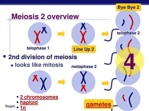 Meiosis Sexual Reproduction Ppt Download