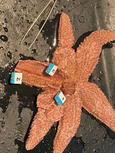 Biology 2 Lab 3 Flashcards Quizlet