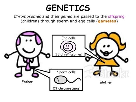 01 Genetics Version 2