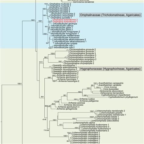 The Raxml Tree Of Omphalinoid Species Based On The Concatenated Its