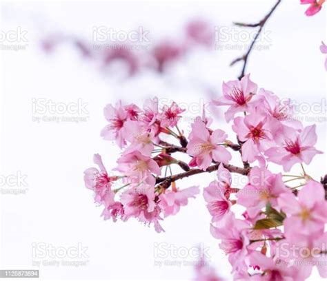 흰색 배경 복사 공간에 고립 된 봄에는 아름 다운 벚꽃 사쿠라 나무 꽃 닫습니다 0명에 대한 스톡 사진 및 기타 이미지 0명 3월 4월 Istock