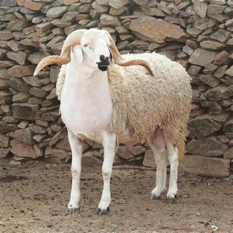 Pin By Hiba 31 On كباش Animals Pets Red Aesthetic Grunge