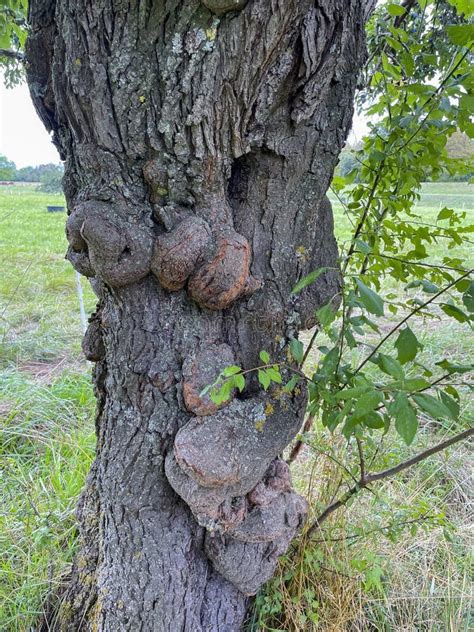 Tree Cancer Growths On An Old Fruit Tree Stock Image Image Of Droll