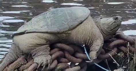 “chonkosaurus” La Voluminosa Tortuga Mordedora De Chicago Que Se Volvió Viral Infobae