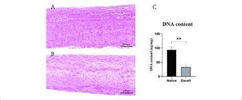 Decellularization Process Of The Bp A Hande Staining Of The Native