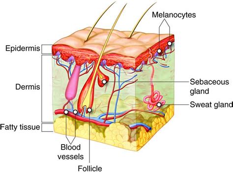 Integumentary System Diagram