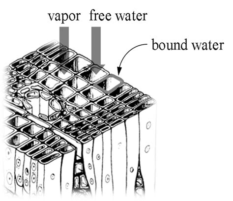 Three Modes Of Water Diffusion In Wood Transfer Equations Use Two Download Scientific Diagram