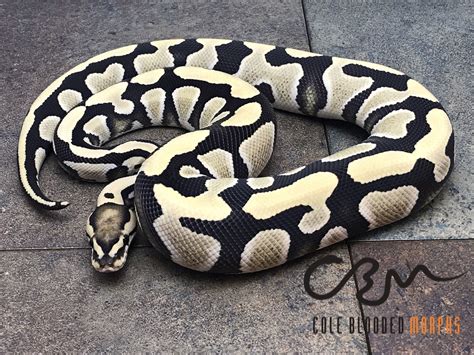 Desert Ghost Ball Python Traits Morphpedia