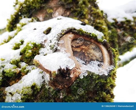 Tree Bark In Winter Stock Photo Image Of Nature Winter