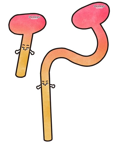 [슈링클스도안 인체] 21 우리 몸 속 인체 장기 요도 도안 슈링클스 만들기 메이크래프트 네이버 블로그