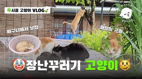 마당 최고의 장난꾸러기 꼬맹이 짜장이 근황 YouTube