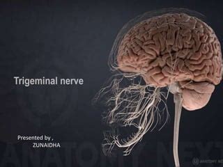 Trigeminal Nerve PPT