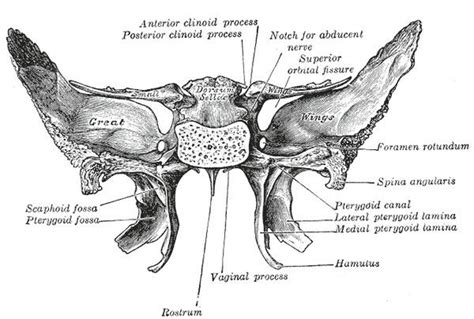 Scaphoid Fossa Alchetron The Free Social Encyclopedia