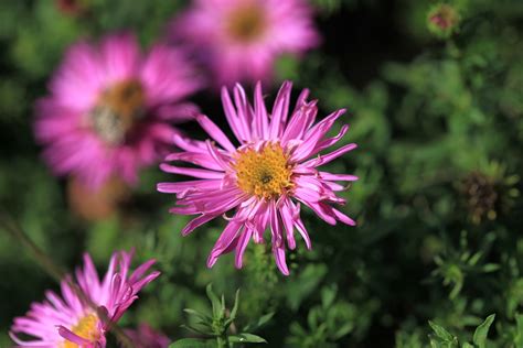 Asters Aster Autumn Free Photo On Pixabay Pixabay