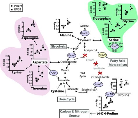 Amino Acid Metabolism And Entry Into The Tca Cycle During Biofilm