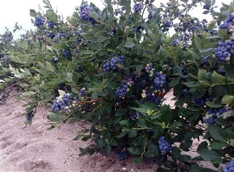Купить саженцы Голубика Джерси (Jersey) высокорослая в питомнике. Для ...
