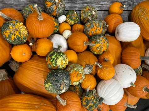 James Pumpkin Patch Corning Ia Corning Ia