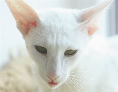 Do Oriental Shorthair Cats Shed Breed Vet Verified Facts And Faq Catster
